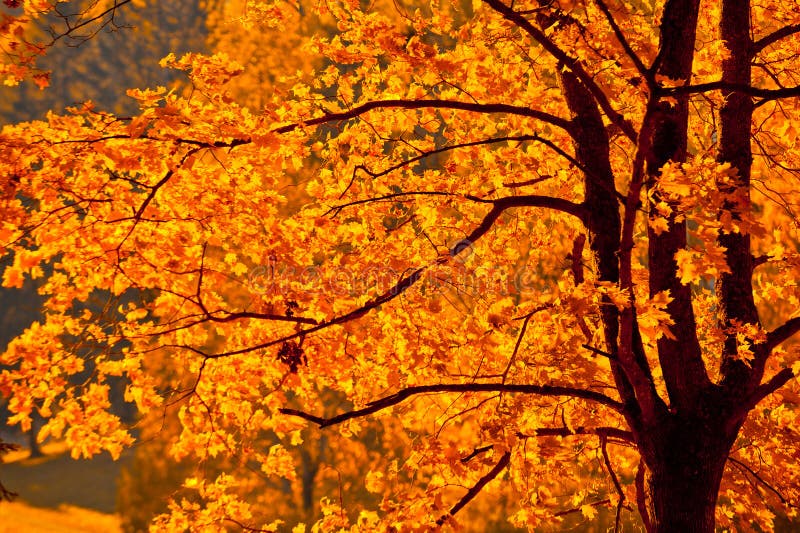 Autunm tree stock photo. Image of scene, background, woods - 20714264