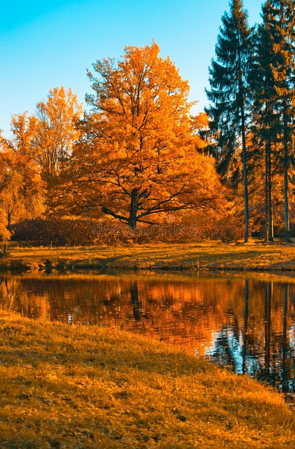 Autunm Tree in the Park, Perfect Fall Scenery Stock Image - Image of ...