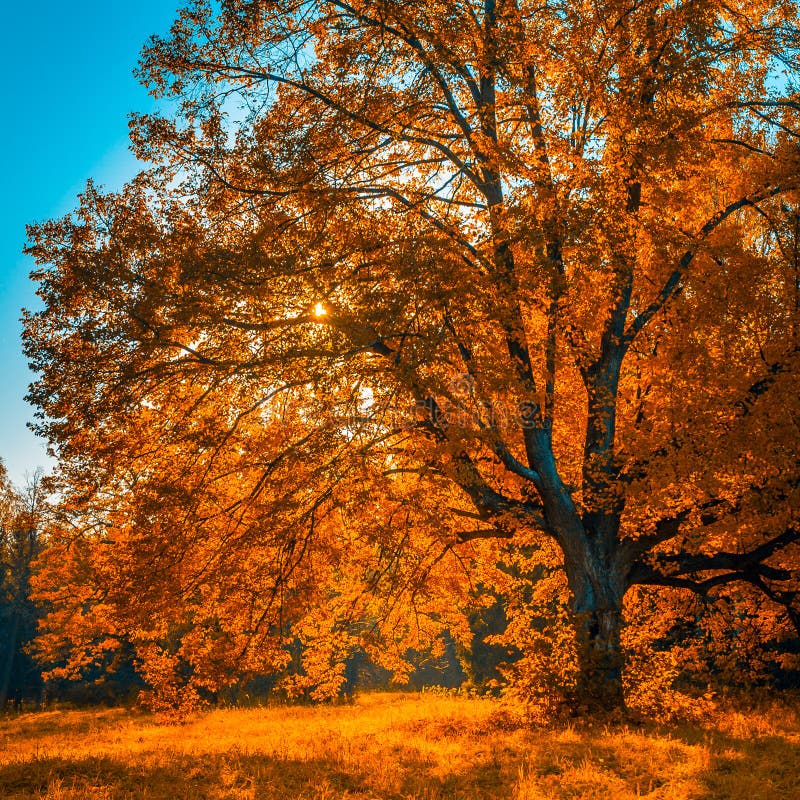 Autunm Tree in the Park, Perfect Fall Scenery Stock Image - Image of ...