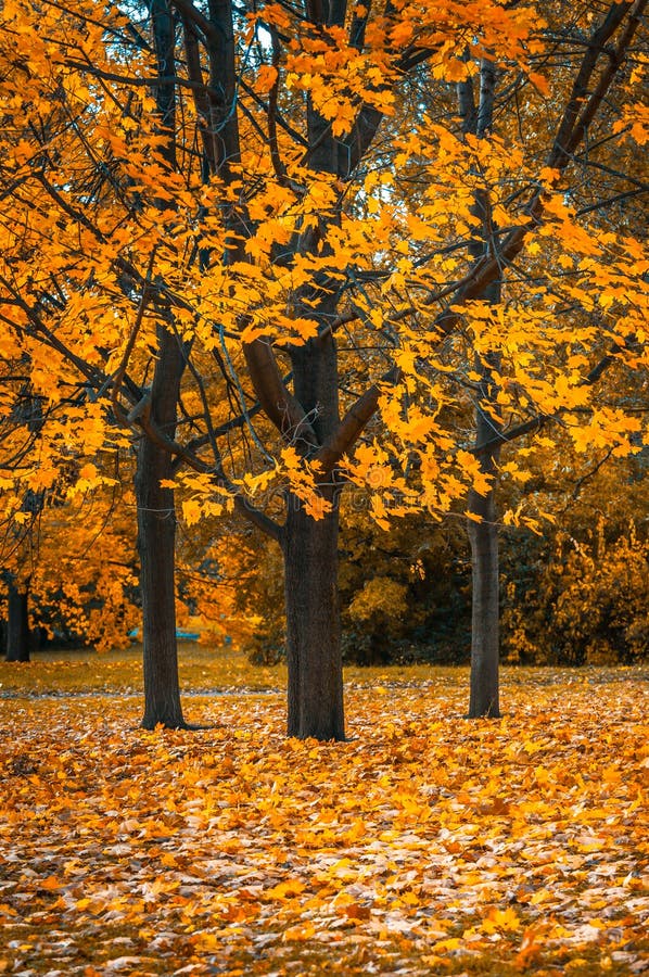 Autunm Tree in the Park, Perfect Fall Scenery Stock Image - Image of ...