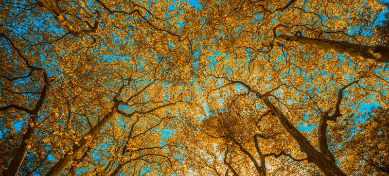 Autunm Trees in the Park, Perfect Fall Scenery Stock Image - Image of ...
