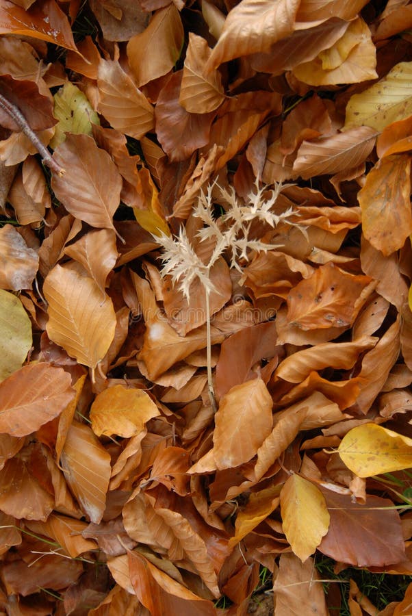 L'uccello Caduto Lascia Il Nido Dell'acero Fotografia Stock - Immagine ...