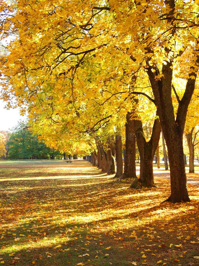 Giorno Soleggiato Di Autunno Caldo Gatto Nero Sveglio Che Riposa Nel ...