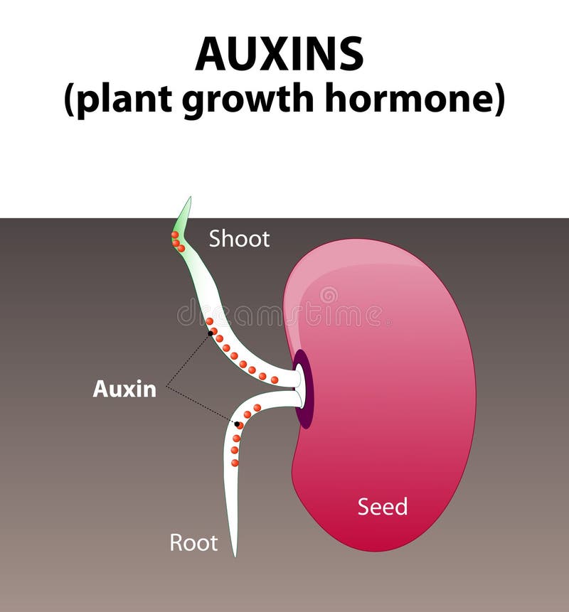 Auxins. plant hormone stock photo. Image of germinating - 64152402