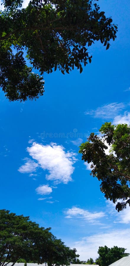 Auzora stock photo. Image of wind, branch, morning, cumulus - 270947174