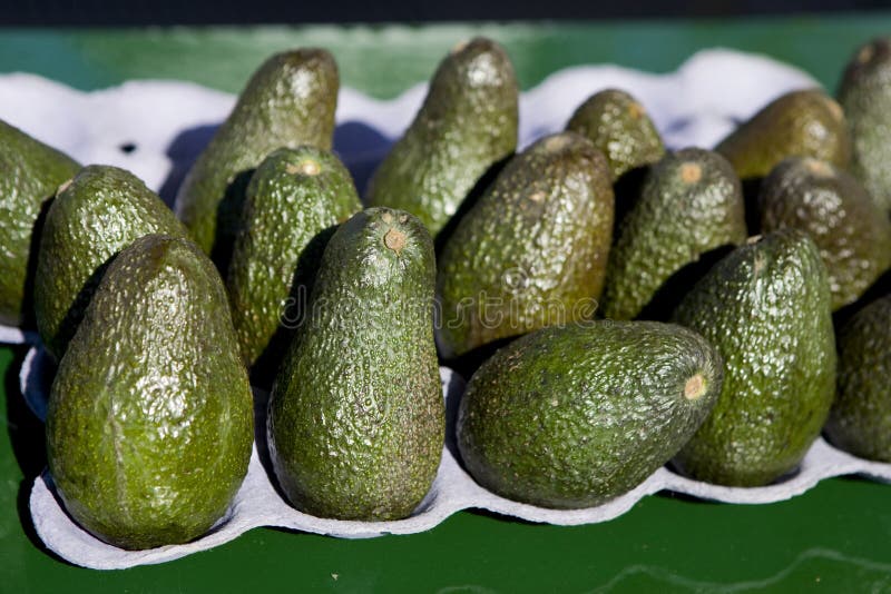 Avacados sunning stock photo. Image of healthy, edible - 1960128