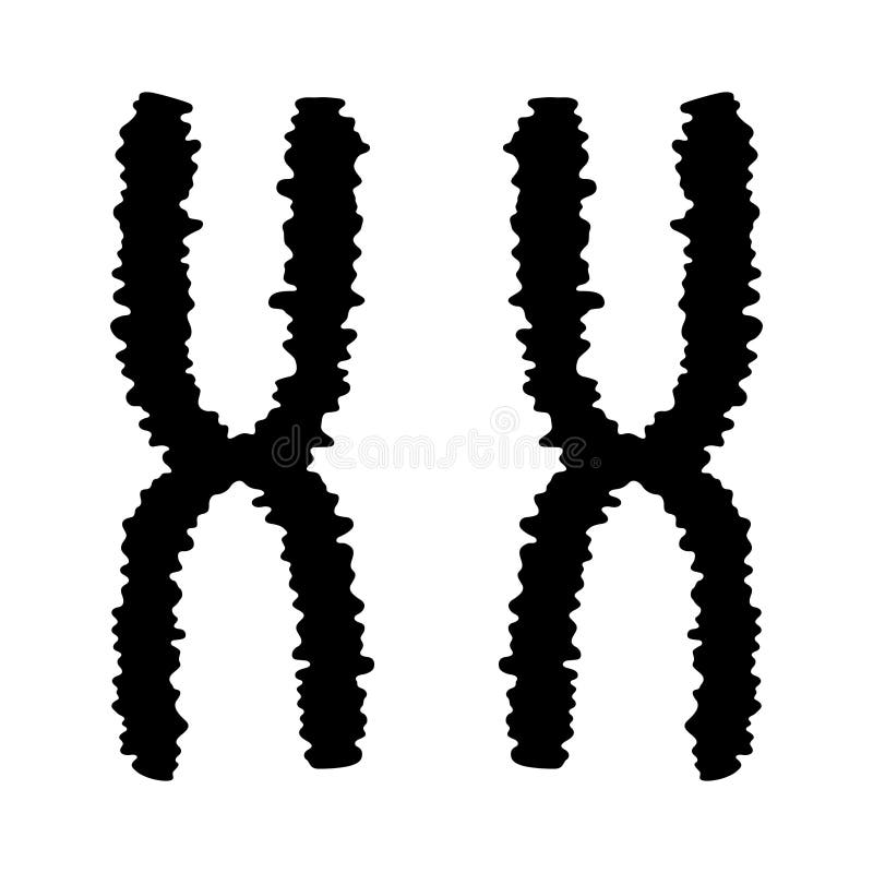Human chromosomes icon stock vector. Illustration of genome - 143928369