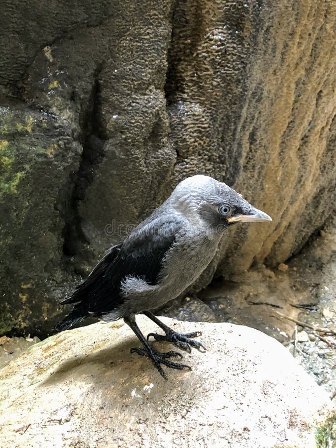 A Very Bold Bird in the Avakas Gorge Stock Photo - Image of avakas ...