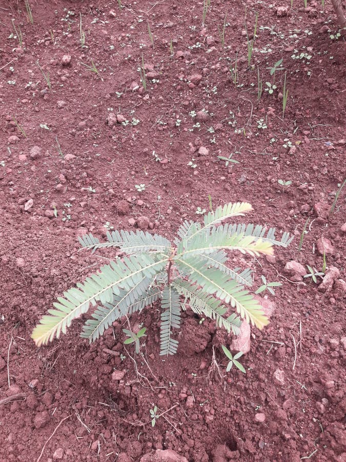 Avala tree stock photo. Image of grass, grounds, avala - 161990278