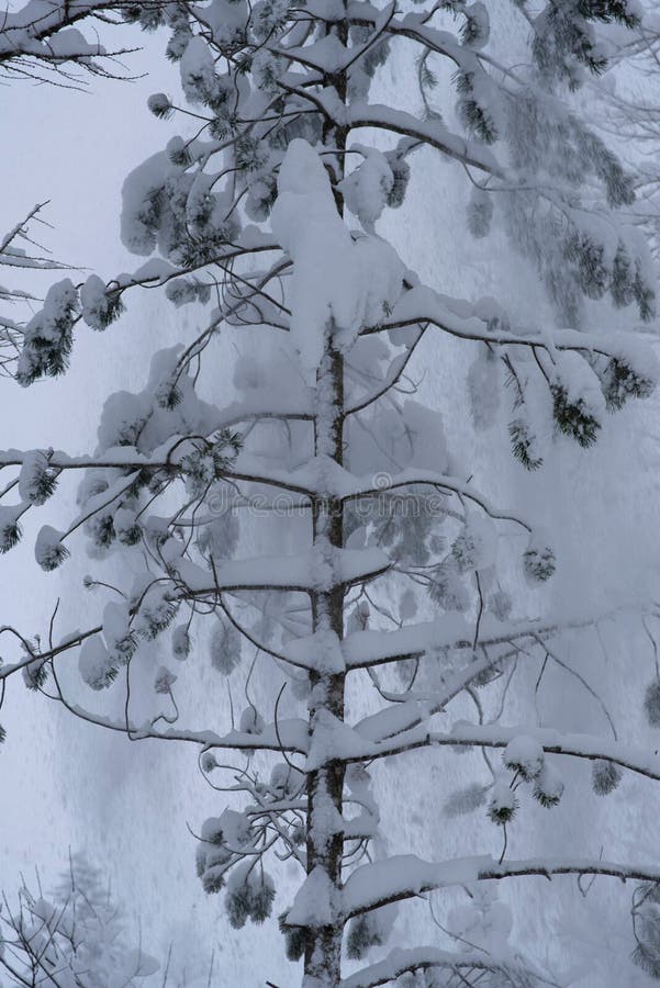 Avalanche of Snow on Fir Tree, Beautiful Winter Phenomenon. Snow Falls ...