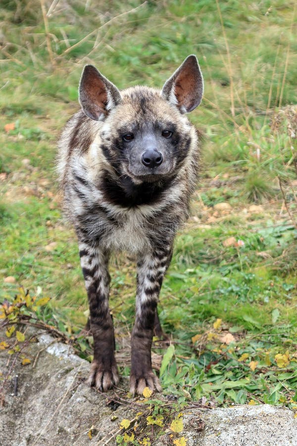 Avant d'hyène rayée photo stock. Image du faune, course - 122605994