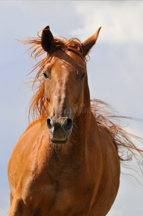 Passage rouge de cheval photo stock. Image du mâle, jument - 69510136