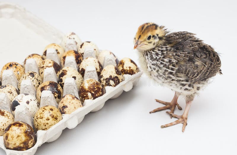Ave-codorniz Bebê E Embalagem De Ovos Imagem de Stock - Imagem de ovos ...