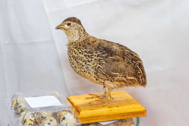 Ave de codorniz japonesa imagen de archivo. Imagen de japonés - 262351855