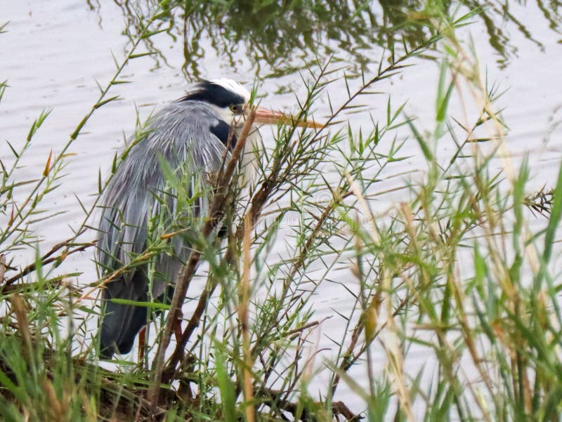 Ave De Garza Gris En El Parque Nacional Kruger Foto de archivo - Imagen ...
