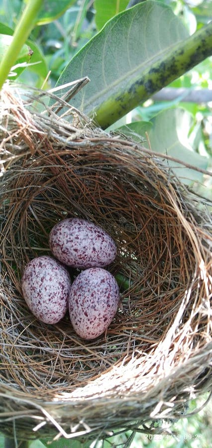 Ave imagen de archivo. Imagen de animal, producto, ramita - 270242491