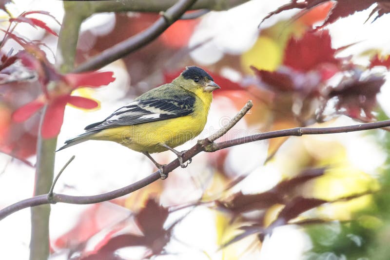 Ave dorada menor imagen de archivo. Imagen de norte - 280711469