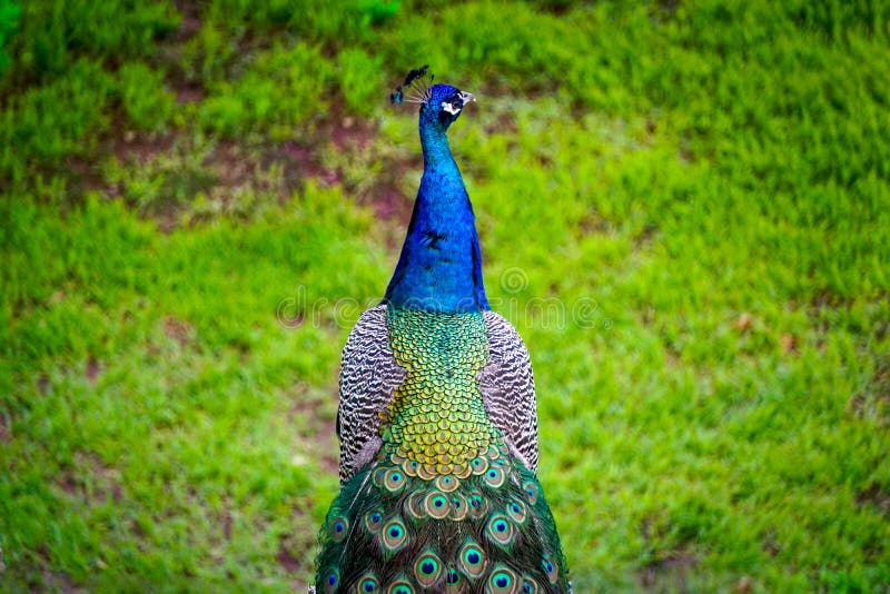 Ave Pavo Real Con Cola De Colores Vivos Foto de archivo - Imagen de ...
