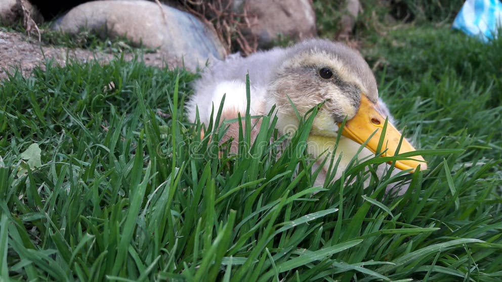 151 De Cara Ilustración Stock Photos - Free & Royalty-Free Stock Photos ...