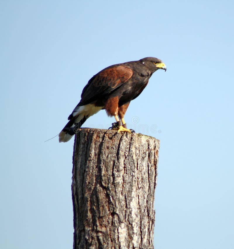 Un ave rapaz impresionante foto de archivo. Imagen de perca - 20410094
