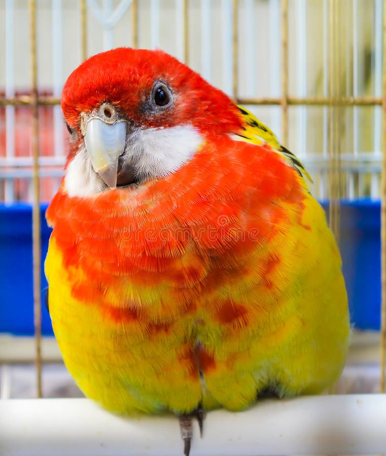 Ave Rosella Platycercus Eximius Oriental Imagen de archivo - Imagen de ...