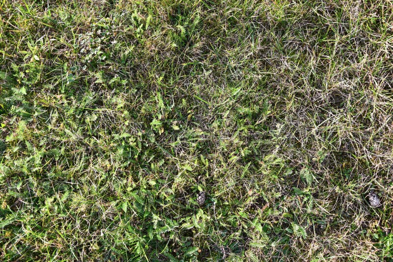 Ave Verde E Seca No Relvado, Vista Superior, Fundo E Texturas Imagem de ...