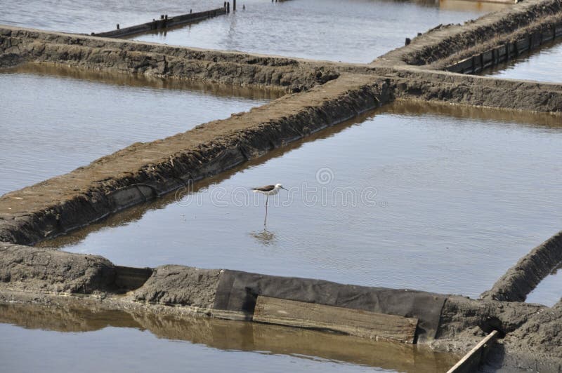 Aveiro Salt Marshes in Portugal Stock Image - Image of nature, europe ...