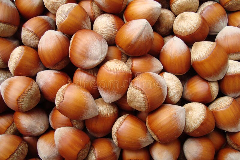 Avellanas imagen de archivo. Imagen de avellana, alimentos - 63782867