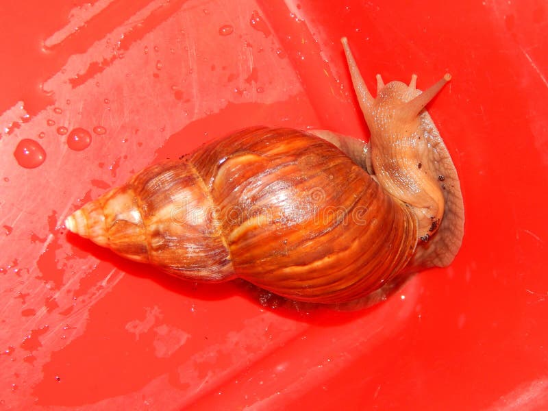 Stora Sniglar Med Den Vita Blomman I Trädgården På En ...