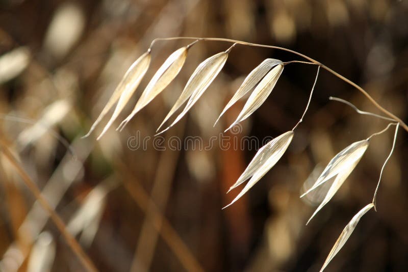 Avena fotografia stock. Immagine di luce, pianta, raccolta - 11167126