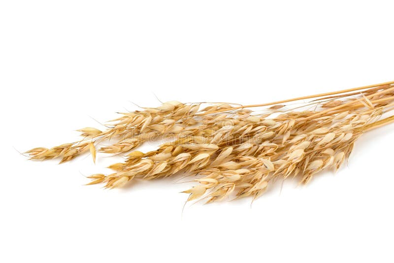 Avena aislada en blanco imagen de archivo. Imagen de colina - 85513019