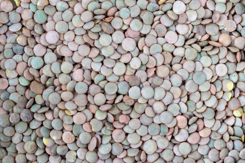 Avena lentina. imagen de archivo. Imagen de planta, agricultura - 267890873