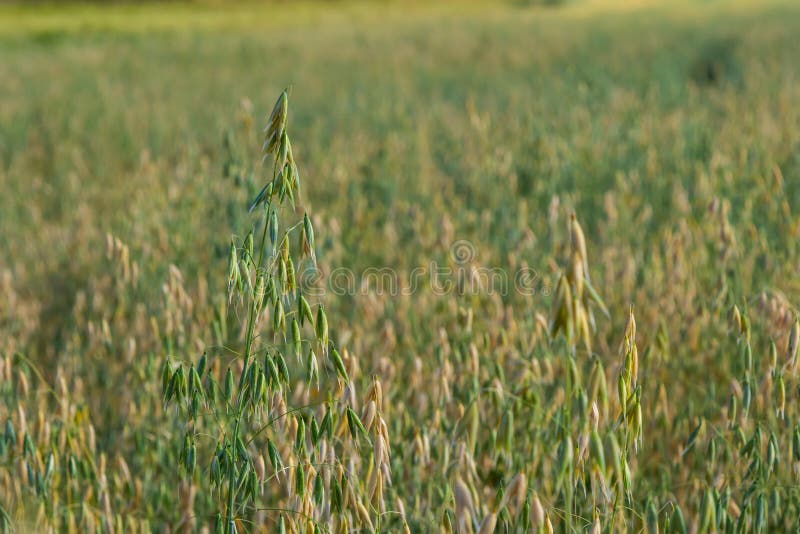 Avena Sativa, Common Oat, Cereal Grain Grown for Human Consumption As ...