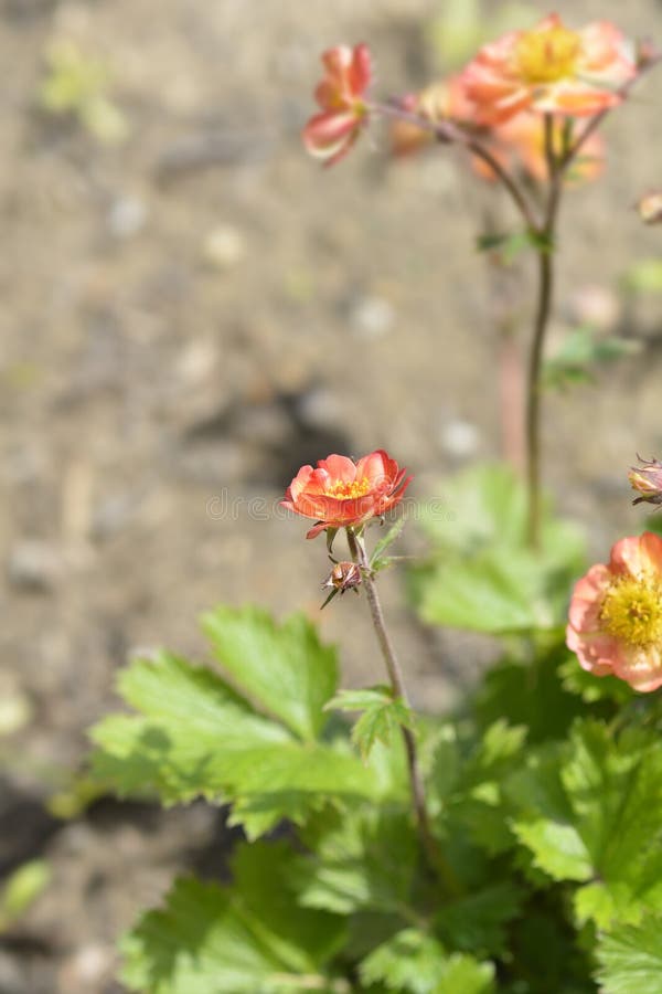 Geum Mango Stock Photos - Free & Royalty-Free Stock Photos from Dreamstime
