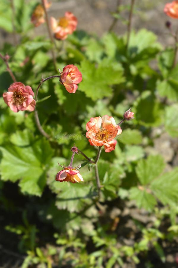 Avens Mango Lassi stock photo. Image of green, double - 275039136