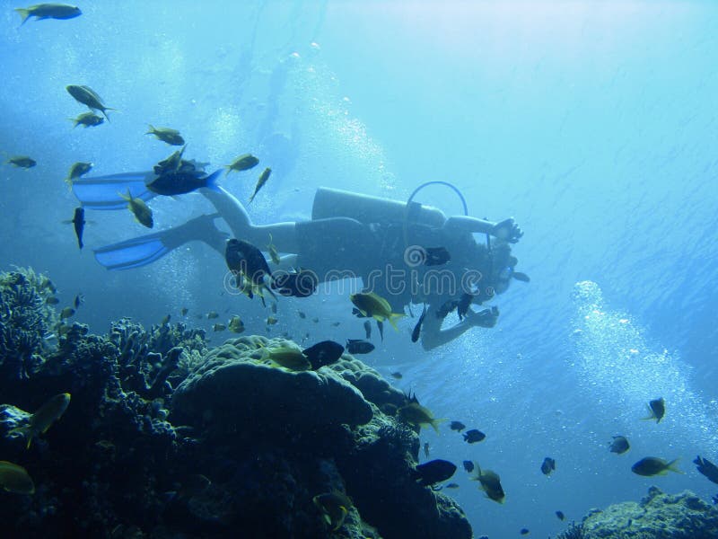 Aventura Del Buceo Con Escafandra Foto de archivo - Imagen de anémona ...