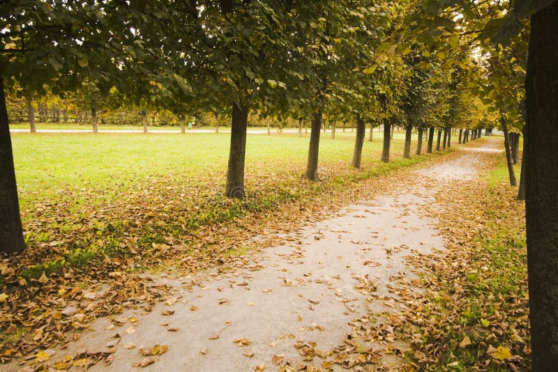 Avenue in Bad Autumn Weather Stock Image - Image of environment ...