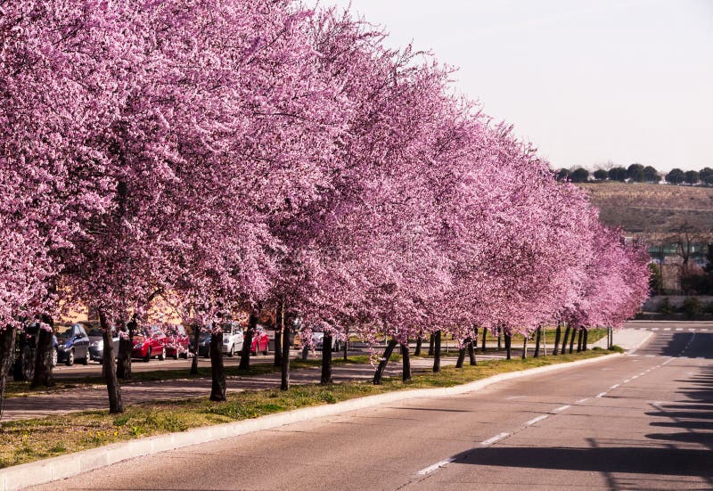 Avenue with Flowering Trees Stock Photo - Image of hazel, trees: 51501444