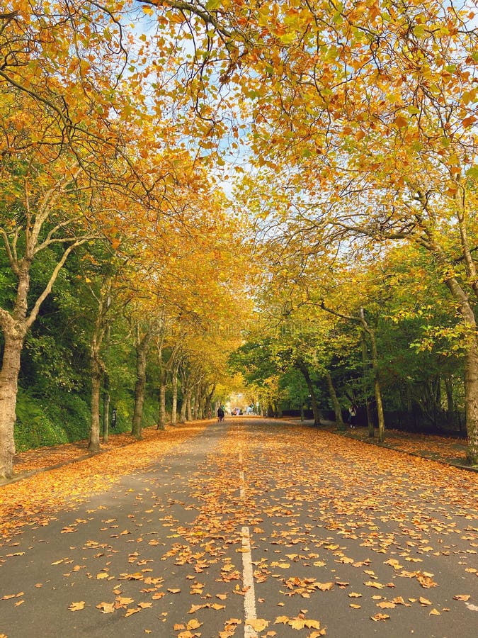 Avenue stock photo. Image of maple, dream, road, gold - 204172906