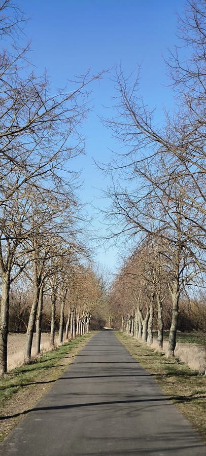 An Avenue of Leafless Trees Under a Blue Sky Stock Image - Image of ...