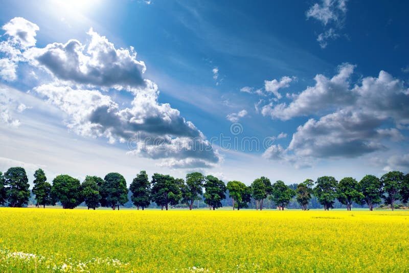 Avenue of maple trees stock photo. Image of pasture, blue - 25711264