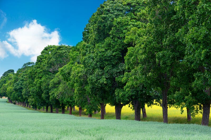 Avenue of maple trees stock photo. Image of landscape - 25727098