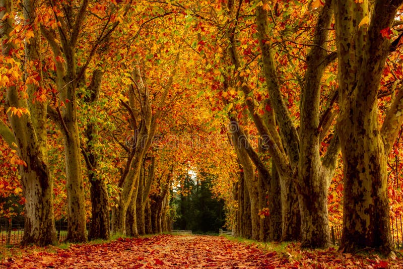 An Avenue of Oak and Maple Trees Stock Photo - Image of forest, plant ...