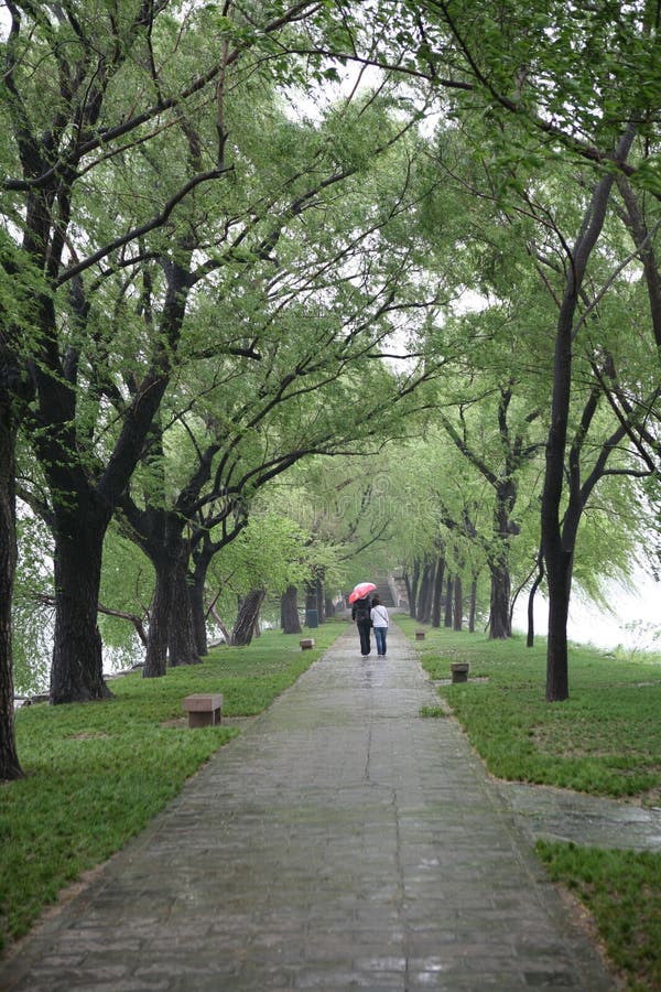 Spring Rain Water leaves stock photo. Image of background - 20310420