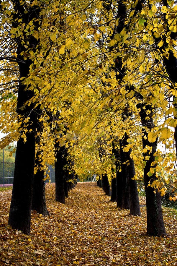 Boulevard trees stock image. Image of paving, ecology - 11392649