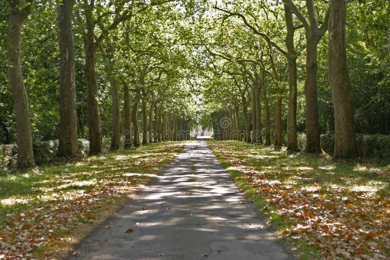 10,700 Dappled Light Stock Photos - Free & Royalty-Free Stock Photos ...