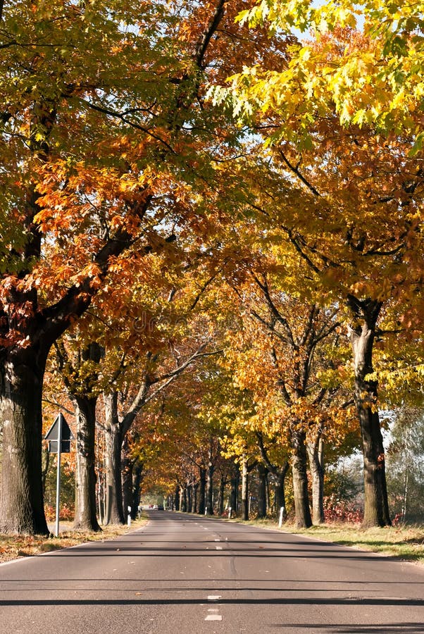 Avenue Of Trees Lining Driveway Leading To Homestead Stock Image ...