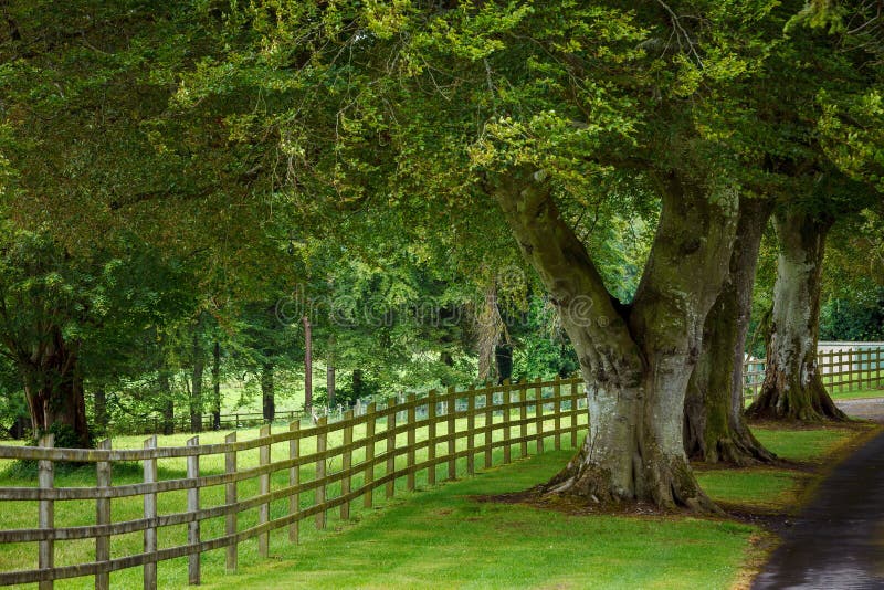 Avenue of trees in Ireland stock image. Image of trees - 266509097
