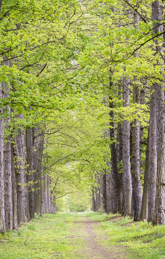 Avenue of Trees with Light Green Leaves in Spring Stock Photo - Image ...