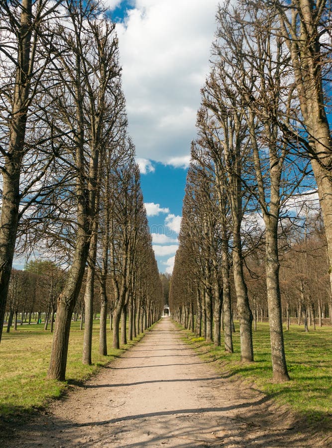 Avenue of Trees in the Park Stock Photo - Image of environment ...